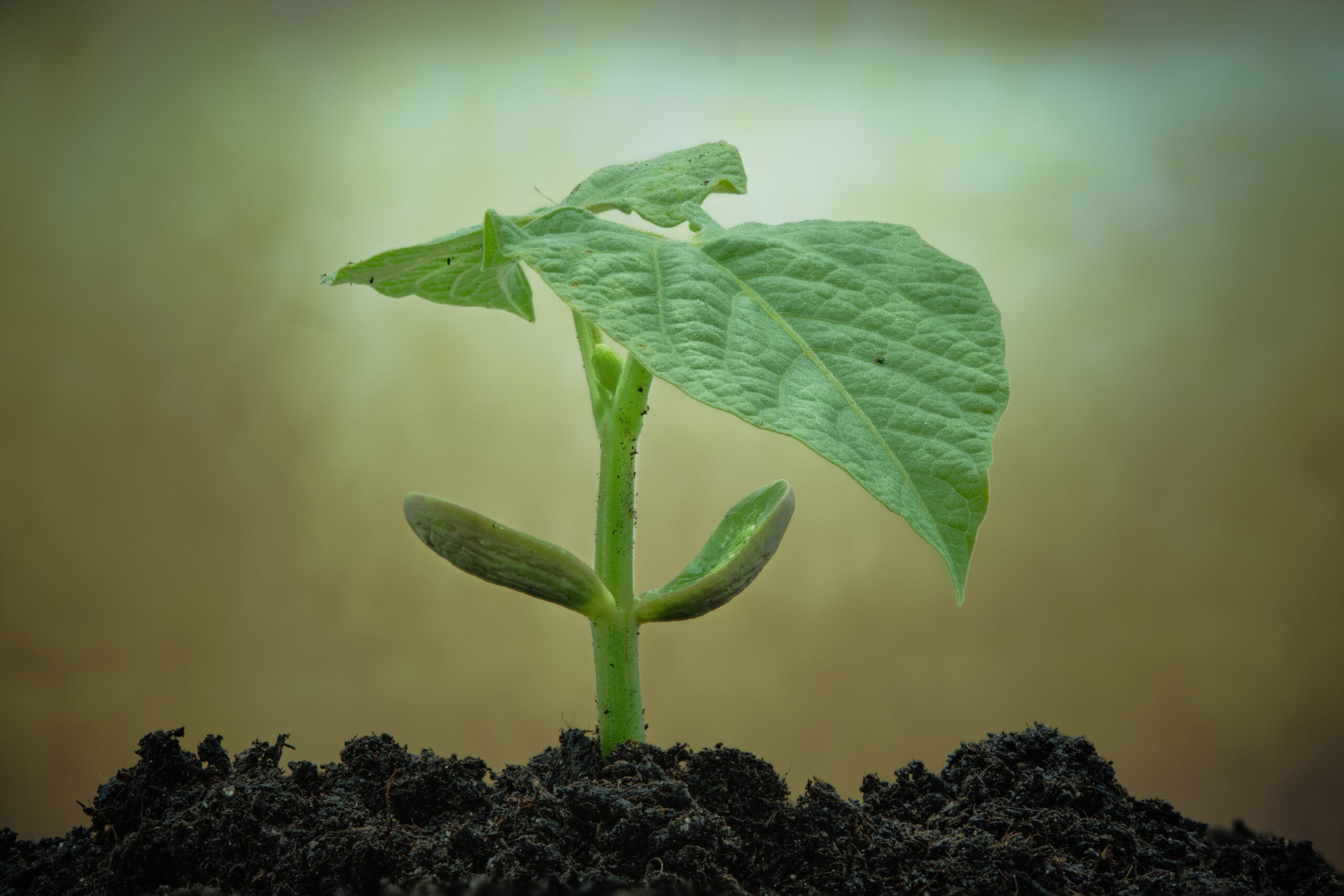 8 Effective strategies to boost your community